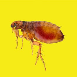 Termite, Pest Control, Exterminator | Diligent Services